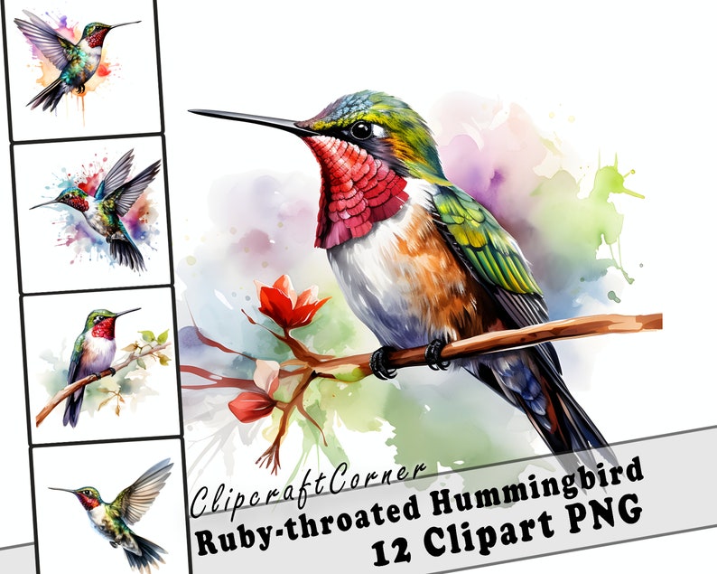 12 Ruby Throated Hummingbird Clipart PNG Art Bundle | Watercolor Bird ...