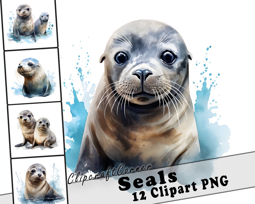 12 Seal Clipart PNG Bundle | Watercolor Sea Animals Clipart PNG | Ocean ...