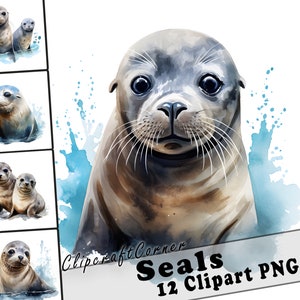 12 Seal Clipart PNG Bundle | Watercolor Sea Animals Clipart PNG | Ocean ...
