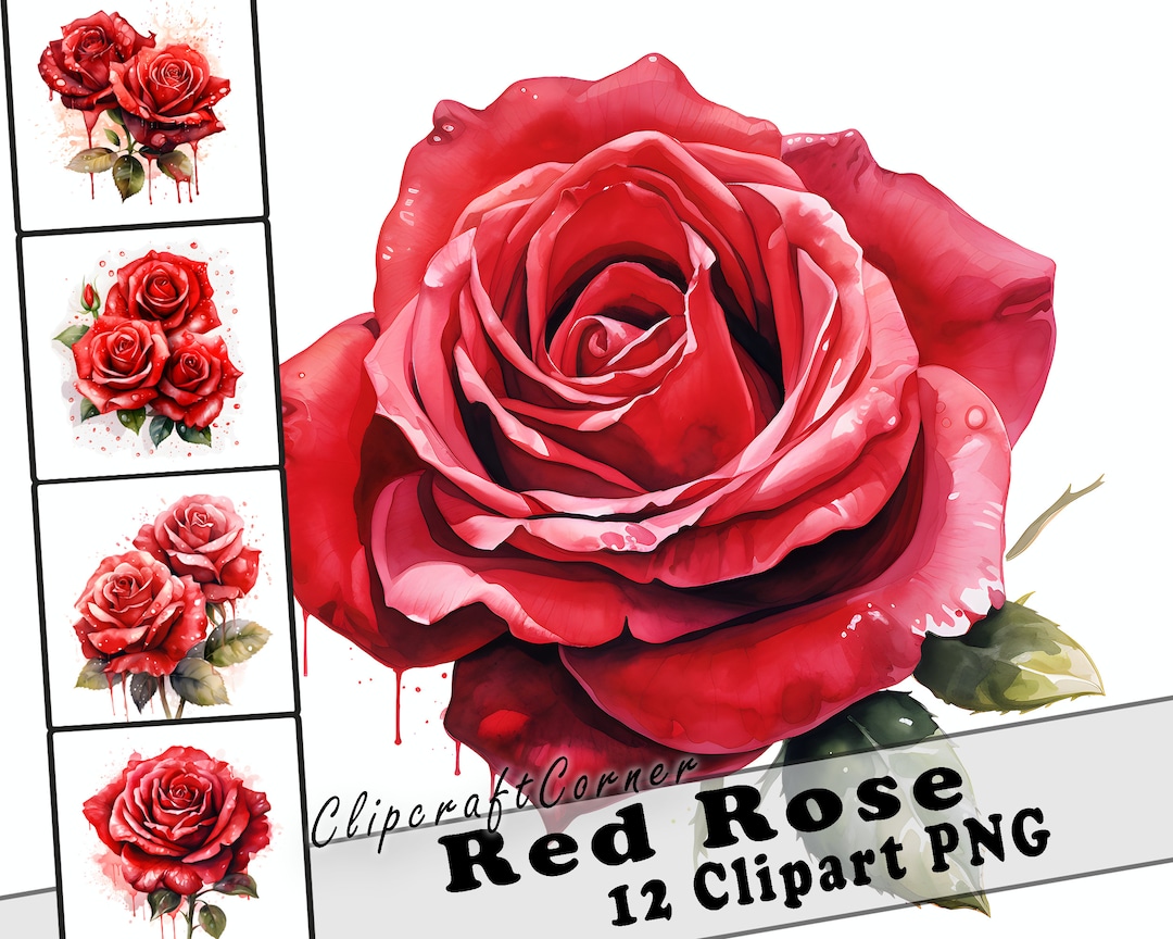 12 Red Rose Clipart PNG Art Bundle | Watercolor Flower Clipart PNG ...