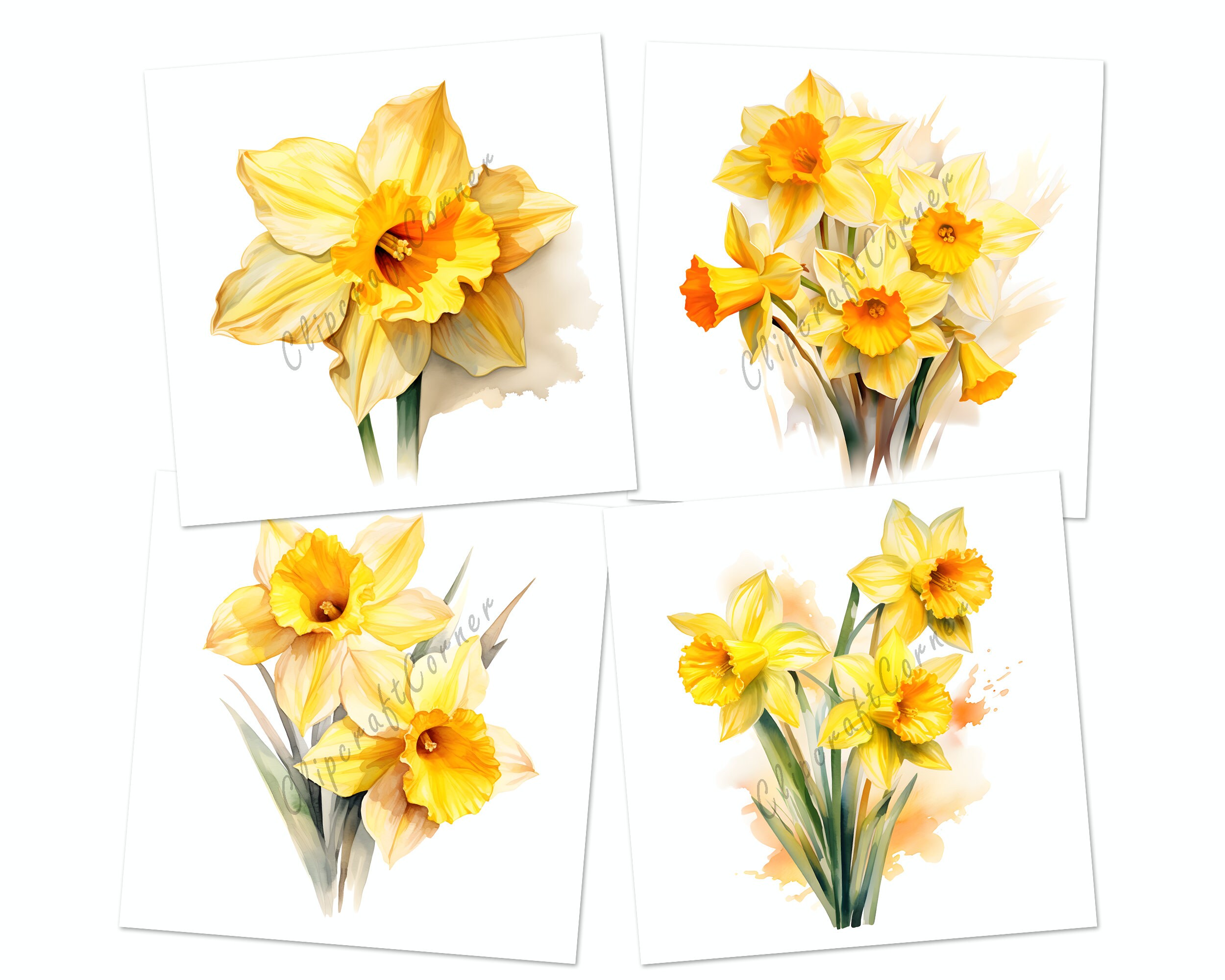 12 Daffodil Clipart PNG Art Bundle | Watercolor Flower Clipart PNG ...