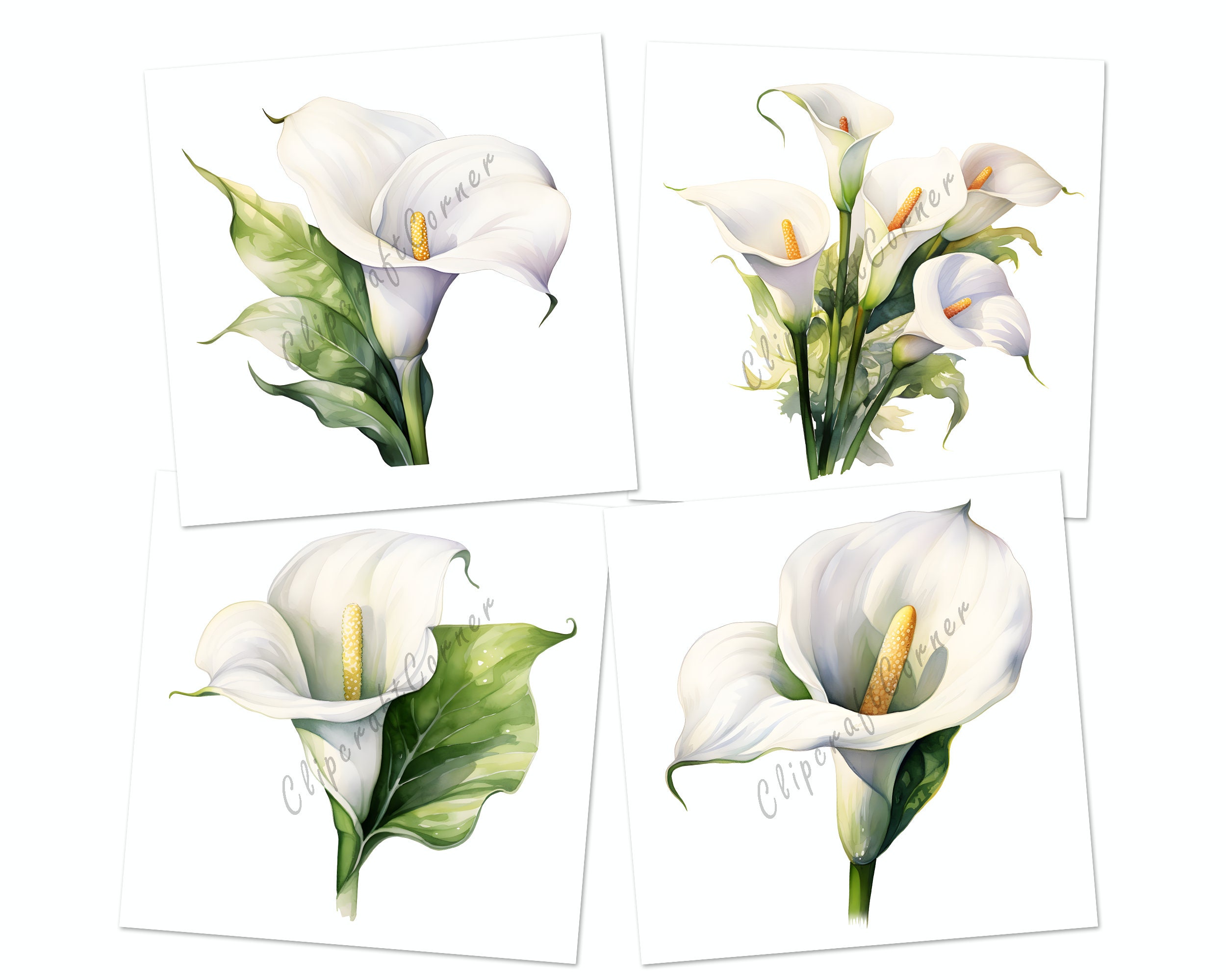 12 Calla Lily Clipart PNG Art Bundle | Watercolor Flower Clipart PNG ...
