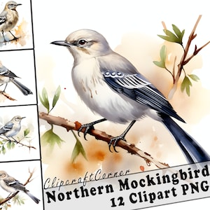12 Northern Mockingbird Clipart PNG Art Bundle | Watercolor Bird ...