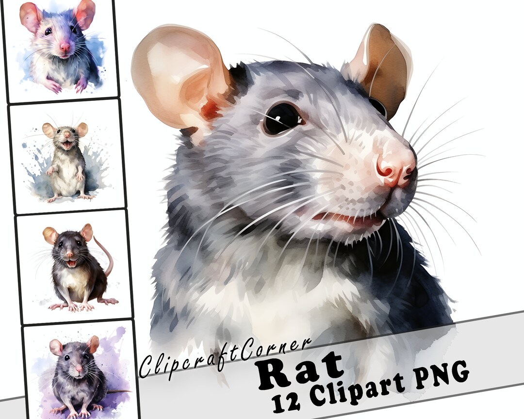 12 Cute Rat Clipart PNG Forest Animal Bundle | Watercolor Cute Rat ...