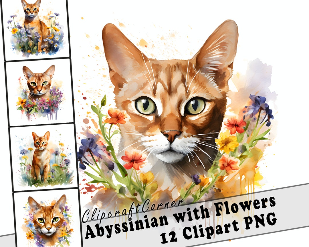 12 Abyssinian Cat With Flowers Clipart PNG Bundle | Cute Watercolor ...