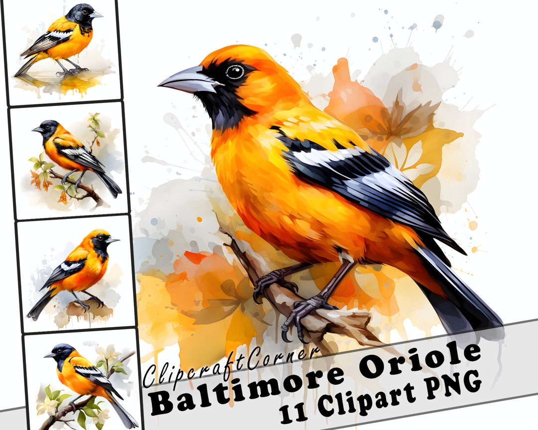 11 Baltimore Oriole Clipart PNG Art Bundle | Watercolor Bird Clipart PNG Artwork |1019 - Etsy