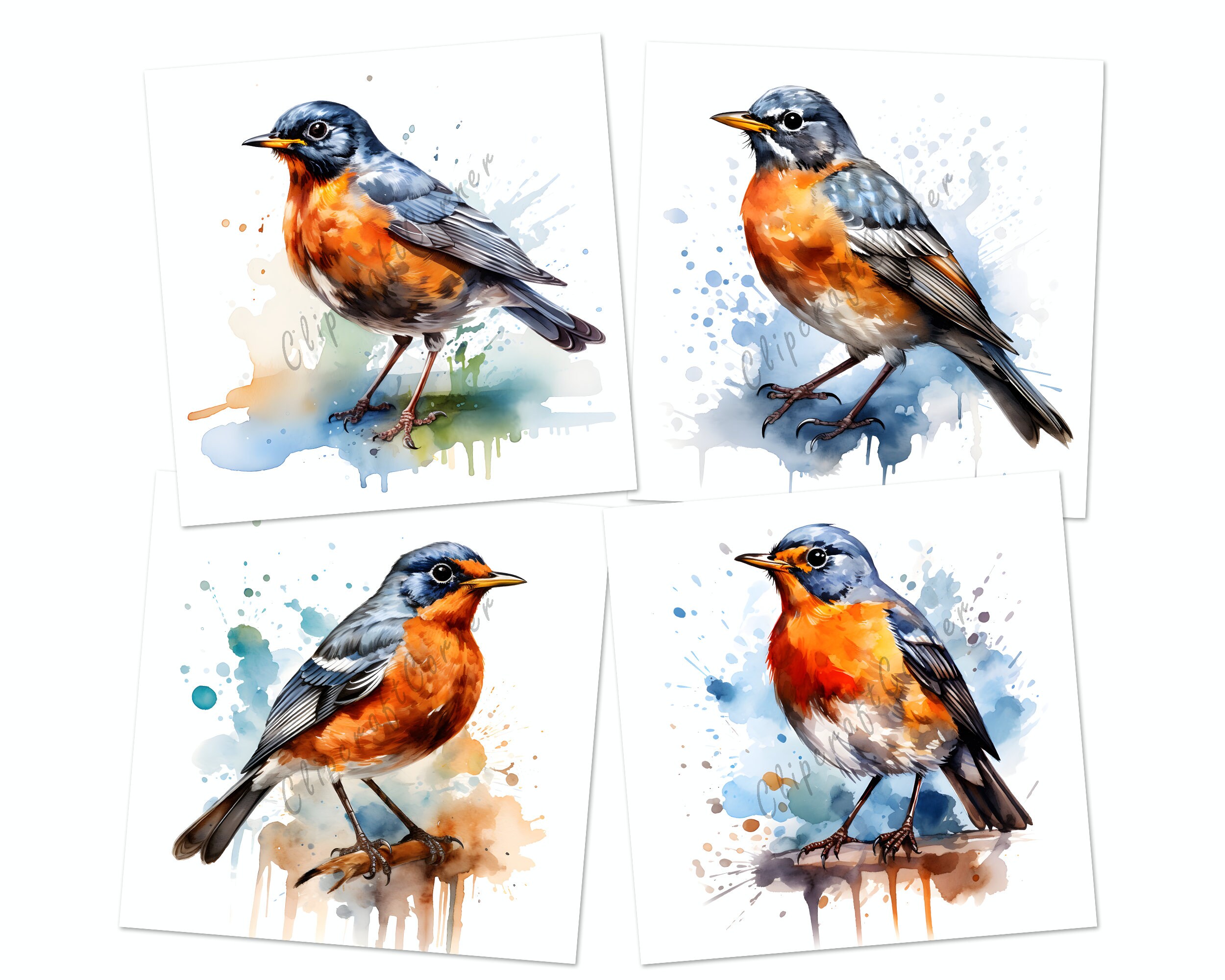 12 American Robin Clipart PNG Art Bundle | Watercolor Bird Clipart PNG ...