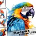 12 Tropical Bird Feather Clipart PNG Bundle Tropical Watercolor Clipart PNG Summer Clipart PNG ...