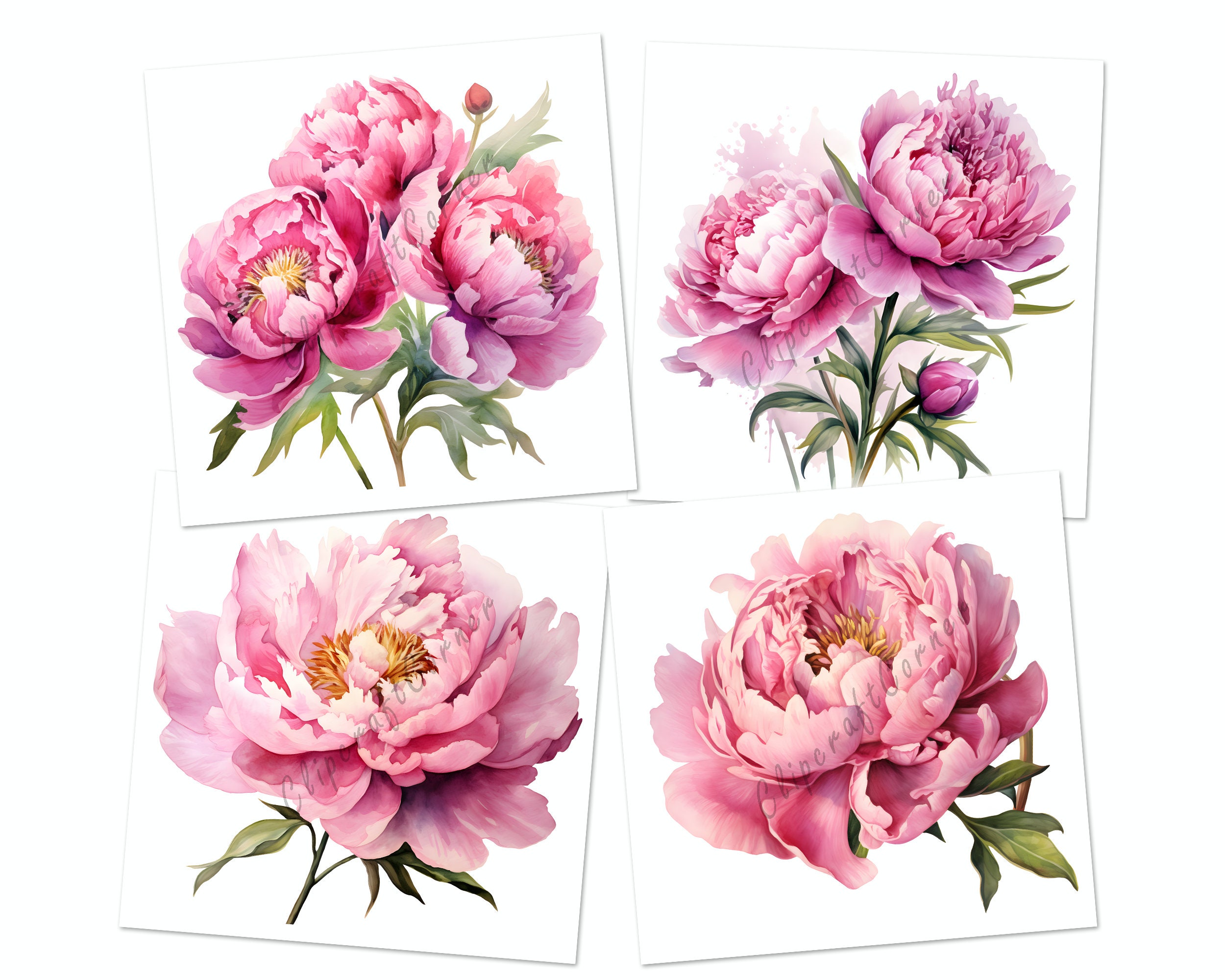 12 Pink Peony Clipart PNG Art Bundle Watercolor Flower Clipart PNG ...