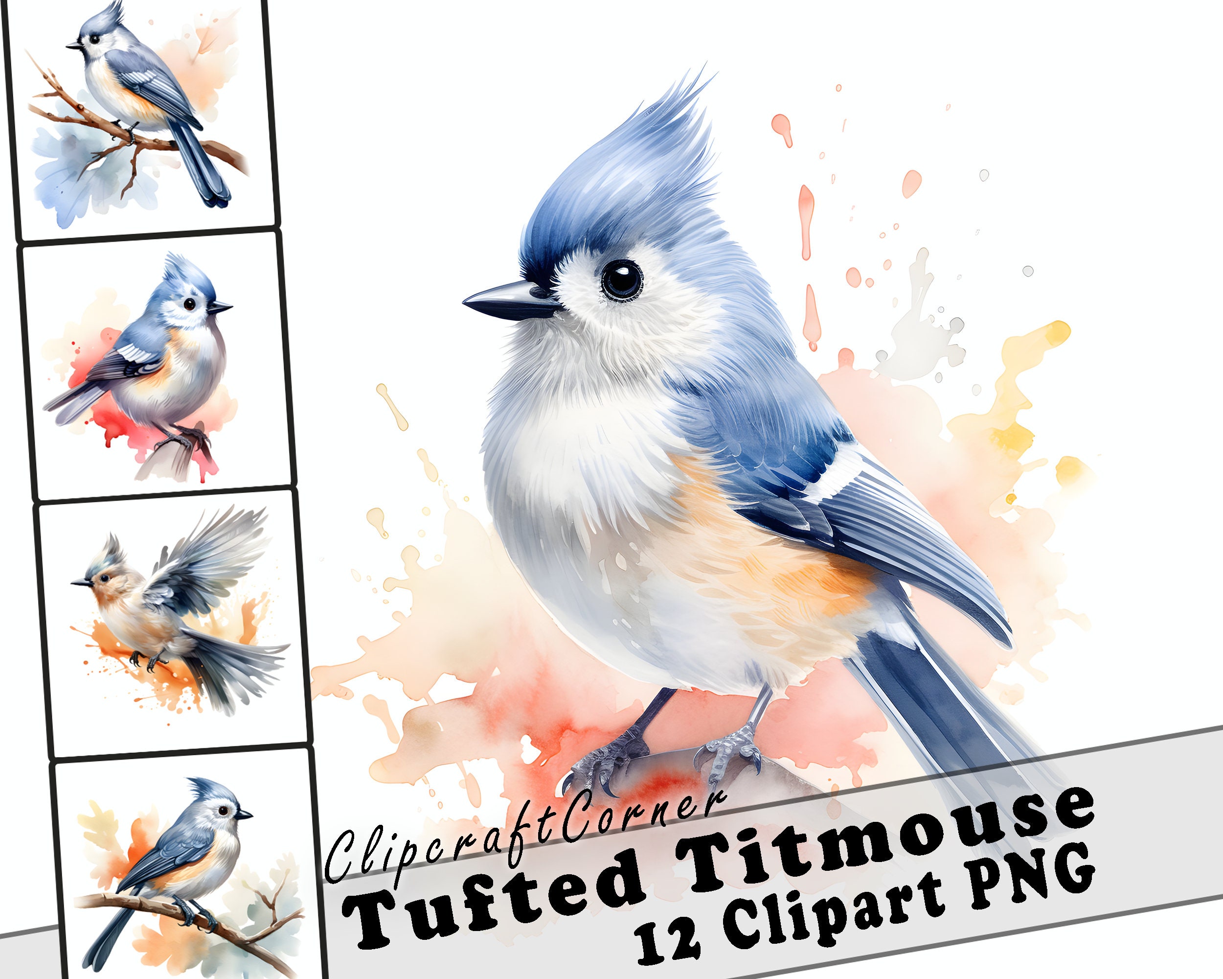 12 Tufted Titmouse Clipart PNG Art Bundle Watercolor Bird Clipart PNG ...