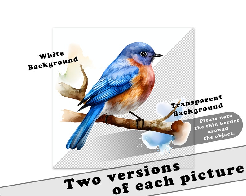 12 Eastern Bluebird Clipart PNG Art Bundle | Watercolor Bird Clipart ...