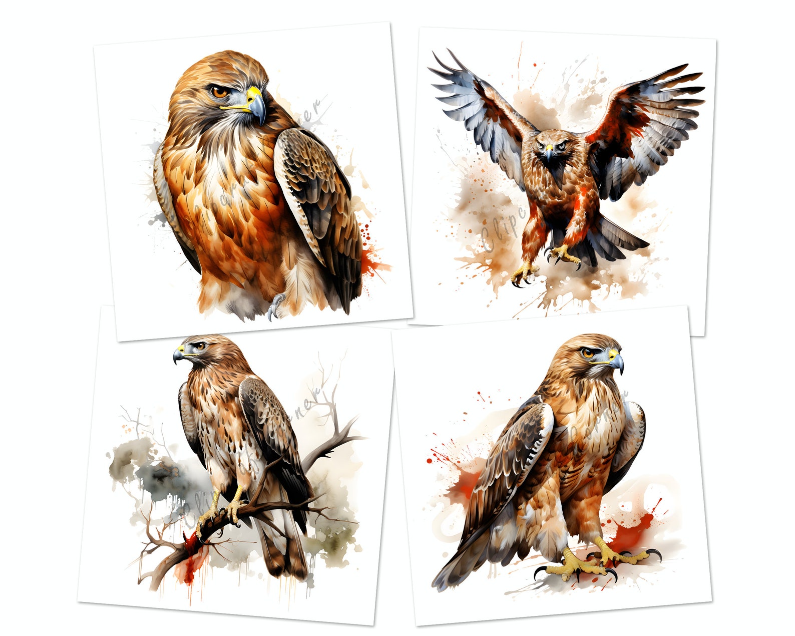 12 Red Tailed Hawk Clipart PNG Art Bundle | Watercolor Bird Clipart PNG ...