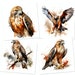 12 Red Tailed Hawk Clipart PNG Art Bundle | Watercolor Bird Clipart PNG ...