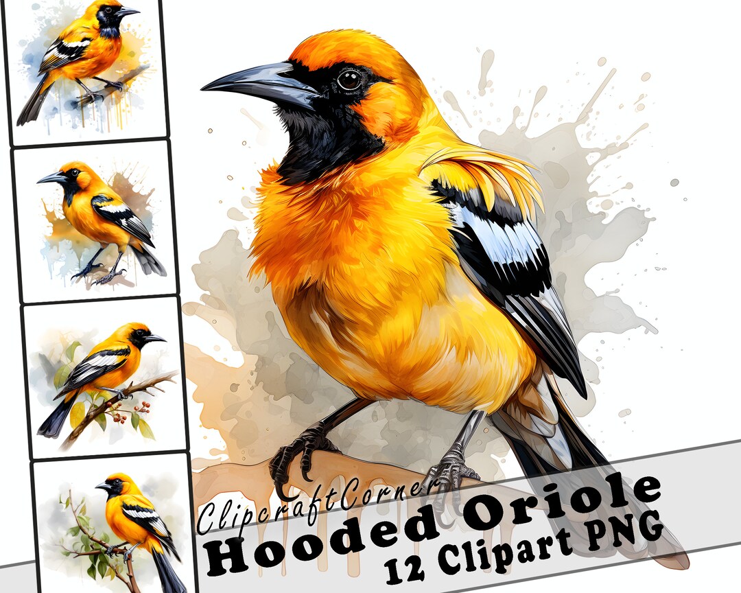 12 Hooded Oriole Clipart PNG Art Bundle | Watercolor Bird Clipart PNG Artwork | 1051 - Etsy