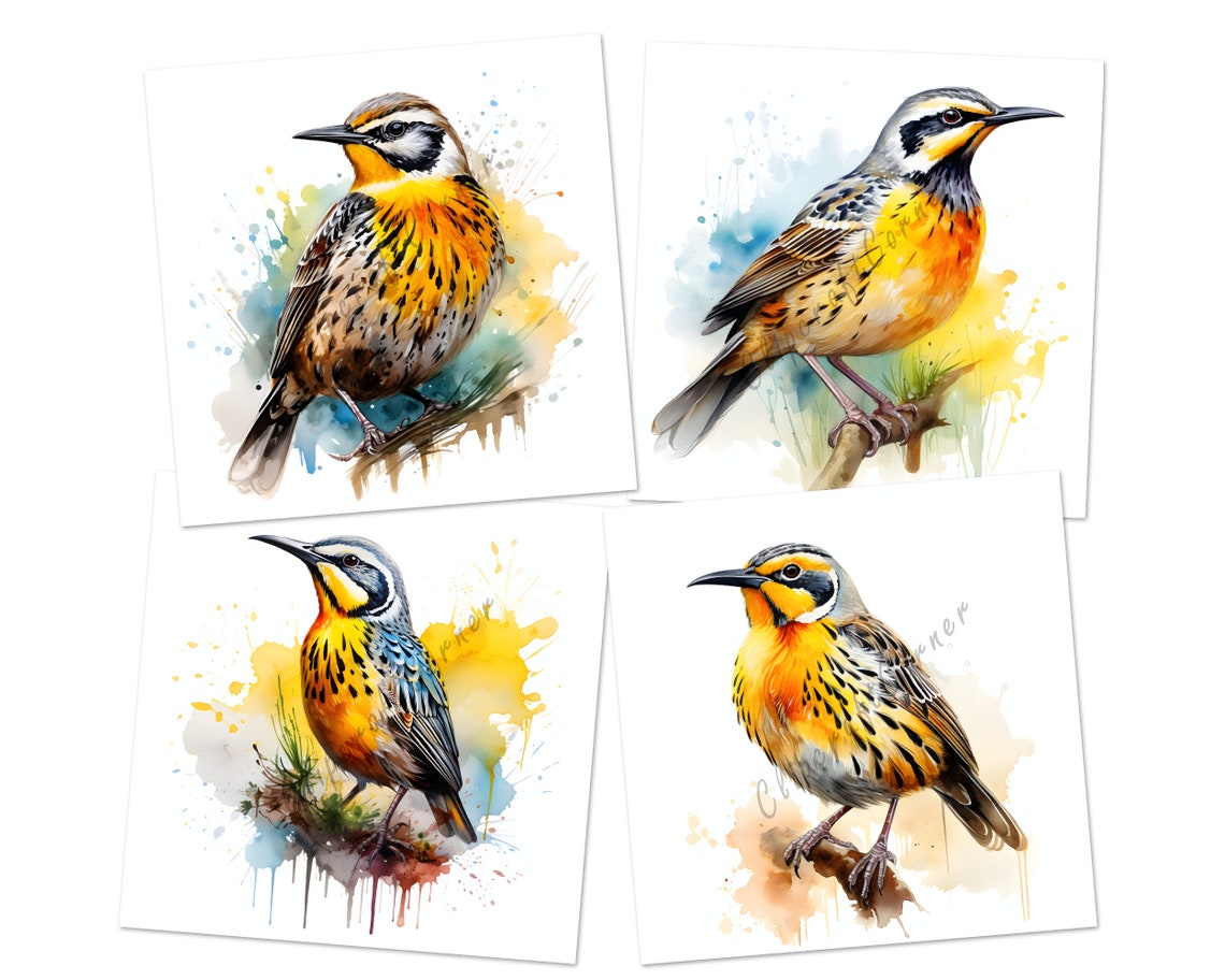 12 Western Meadowlark Clipart PNG Art Bundle | Watercolor Bird Clipart ...