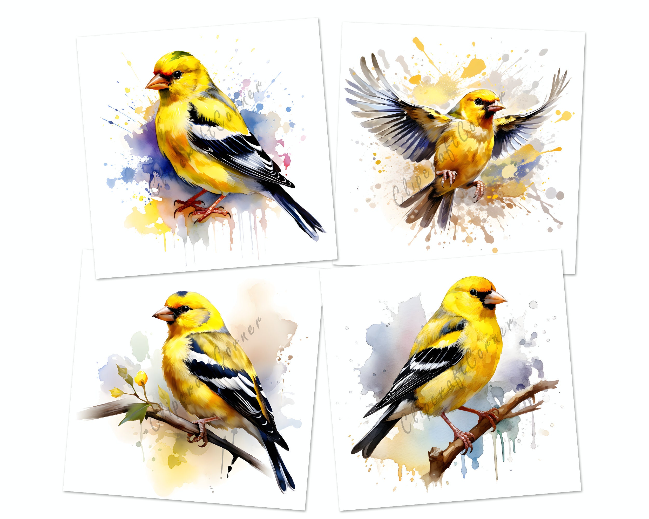 12 American Goldfinch Clipart PNG Art Bundle | Watercolor Bird Clipart ...