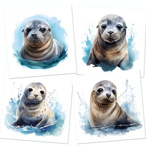 12 Seal Clipart PNG Bundle | Watercolor Sea Animals Clipart PNG | Ocean ...