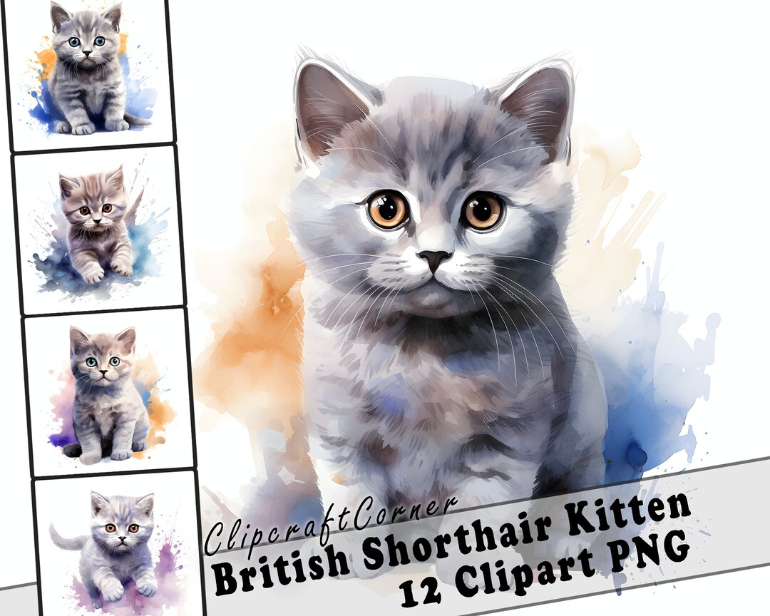 12 British Shorthair Kitten Clipart PNG Bundle | Cute Watercolor ...