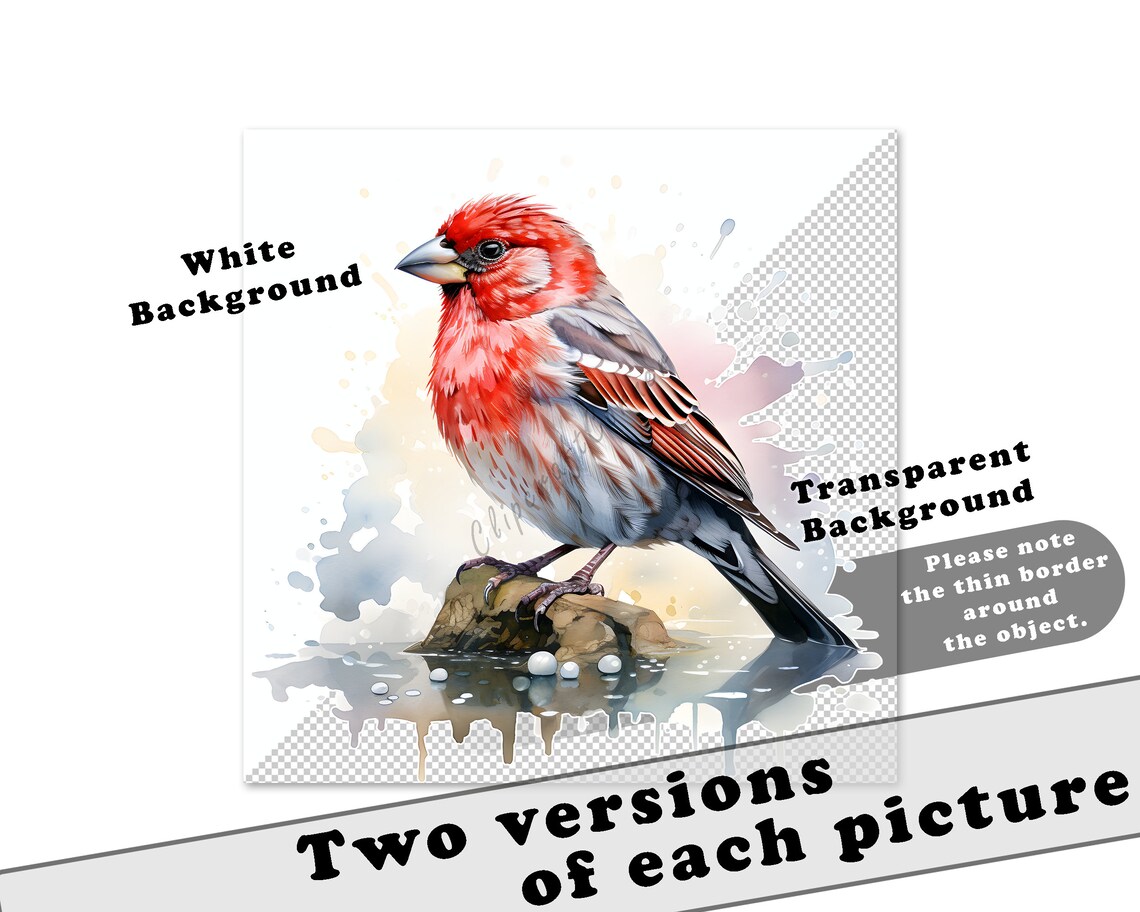12 House Finch Clipart PNG Art Bundle | Watercolor Bird Clipart PNG ...