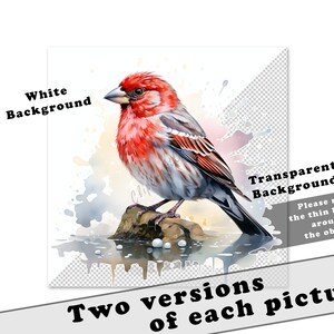 12 House Finch Clipart PNG Art Bundle | Watercolor Bird Clipart PNG ...