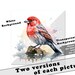 12 House Finch Clipart PNG Art Bundle | Watercolor Bird Clipart PNG ...