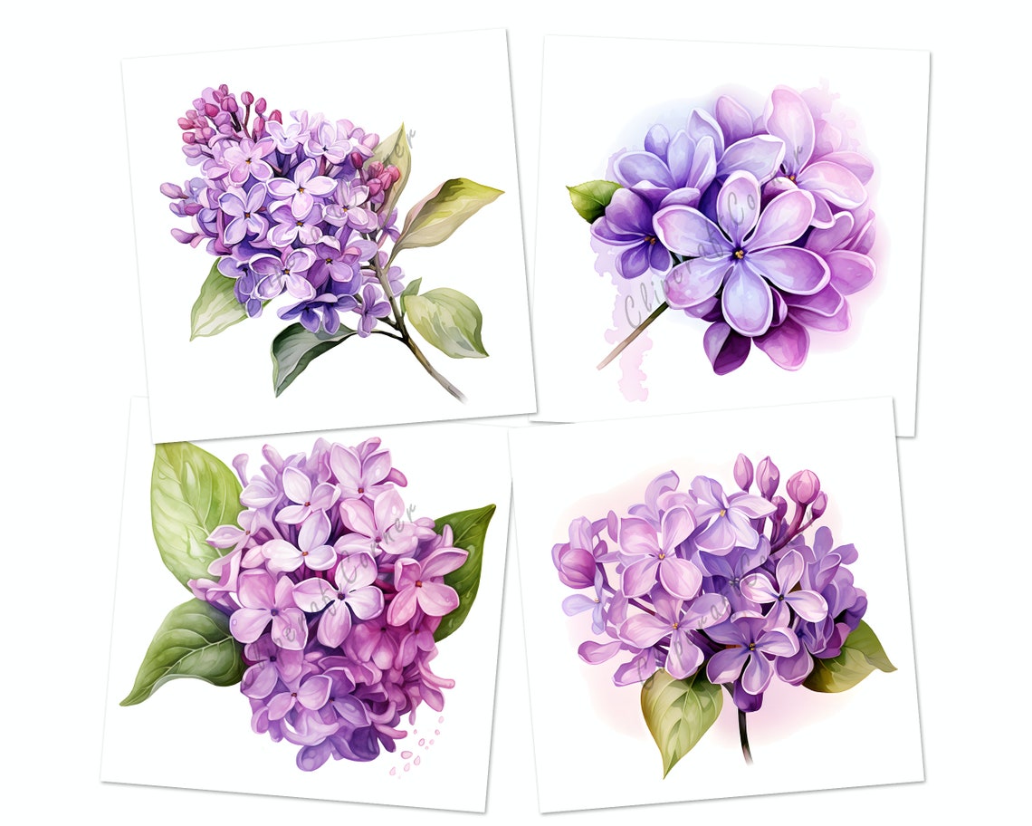 12 Lilac Clipart PNG Art Bundle | Watercolor Flower Clipart PNG Artwork ...