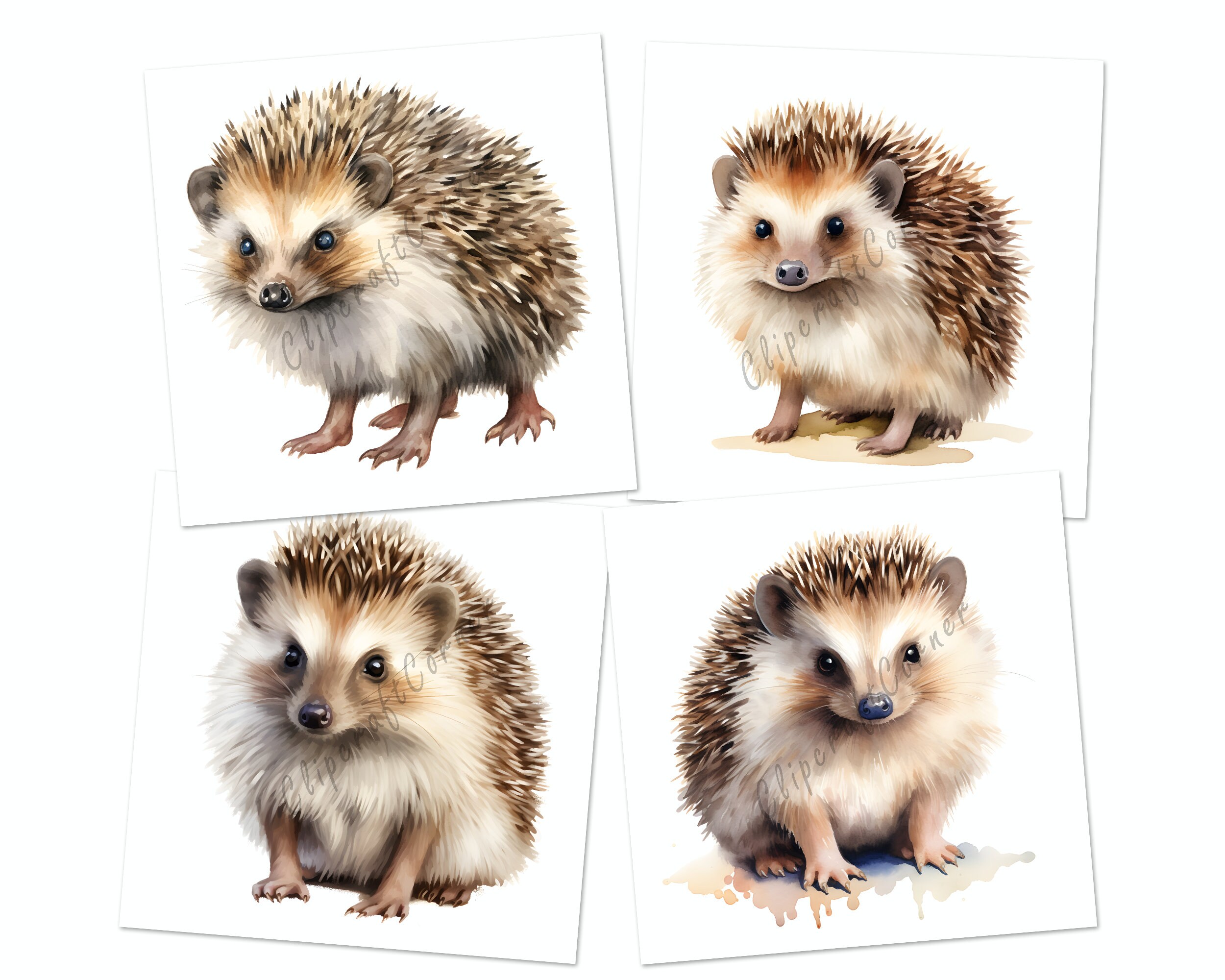 12 Hedgehog Clipart PNG Forest Animal Bundle Watercolor Hedgehog ...