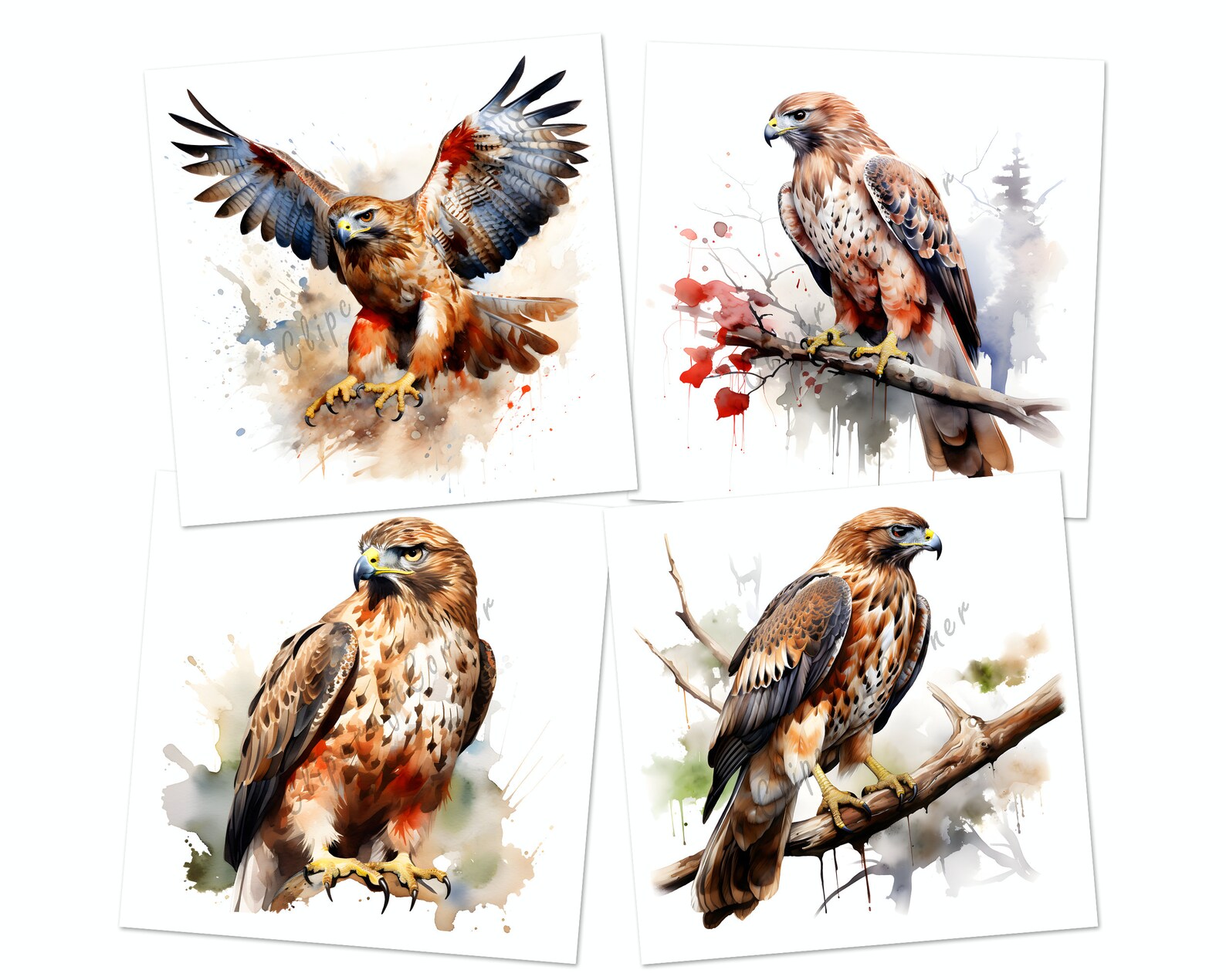 12 Red Tailed Hawk Clipart PNG Art Bundle | Watercolor Bird Clipart PNG ...