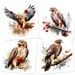 12 Red Tailed Hawk Clipart PNG Art Bundle | Watercolor Bird Clipart PNG ...