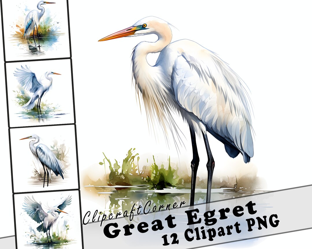 12 Great Egret Clipart PNG Art Bundle | Watercolor Bird Clipart PNG ...