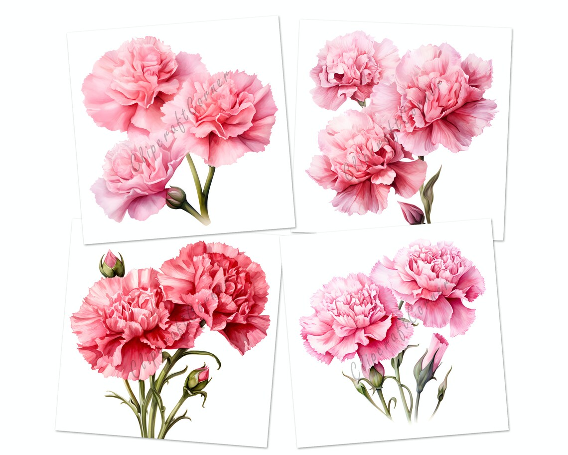 12 Pink Carnation Clipart PNG Art Bundle | Watercolor Flower Clipart ...
