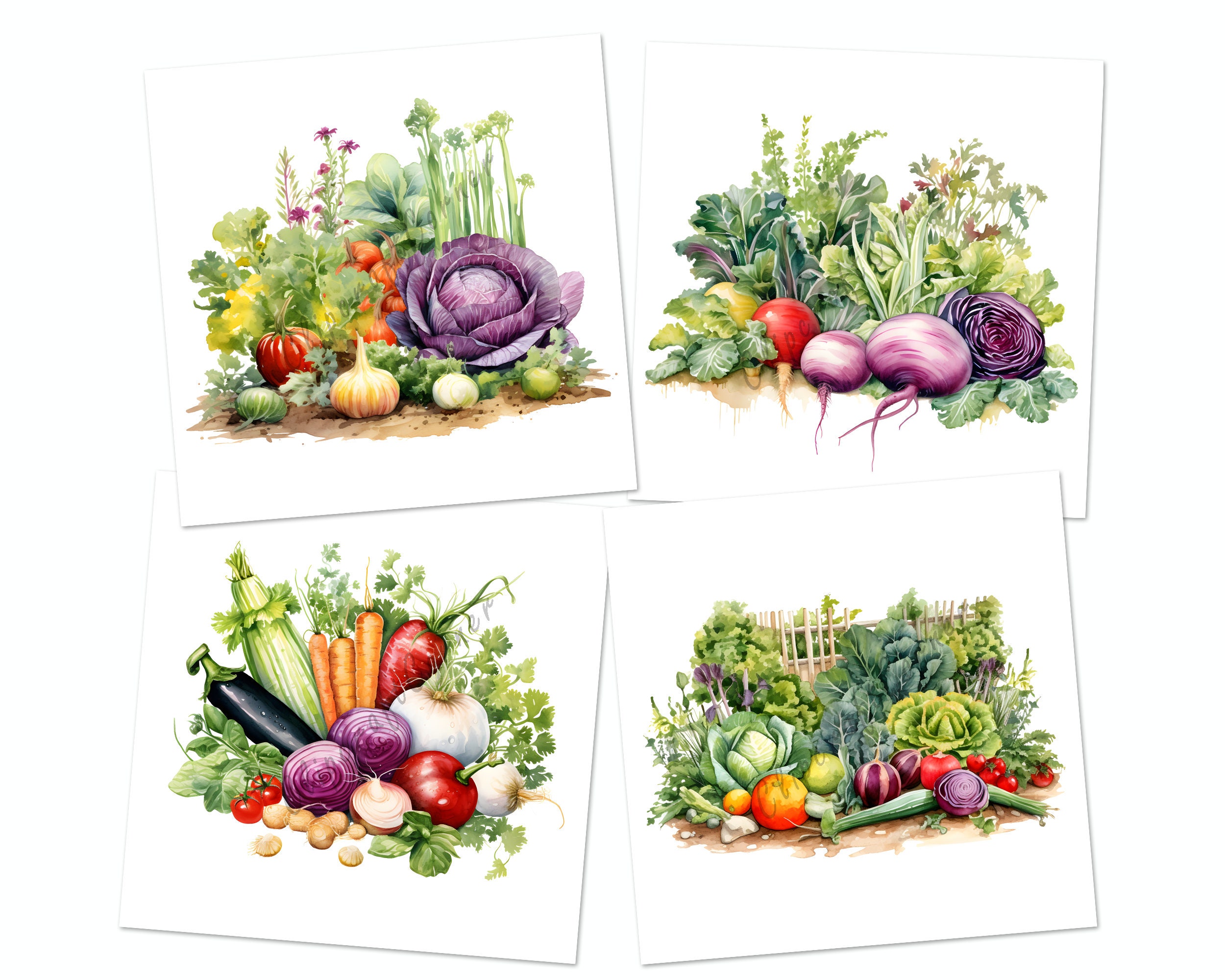 12 Vegetables Clipart PNG Bundle | Watercolor Vegetable Clipart PNG ...