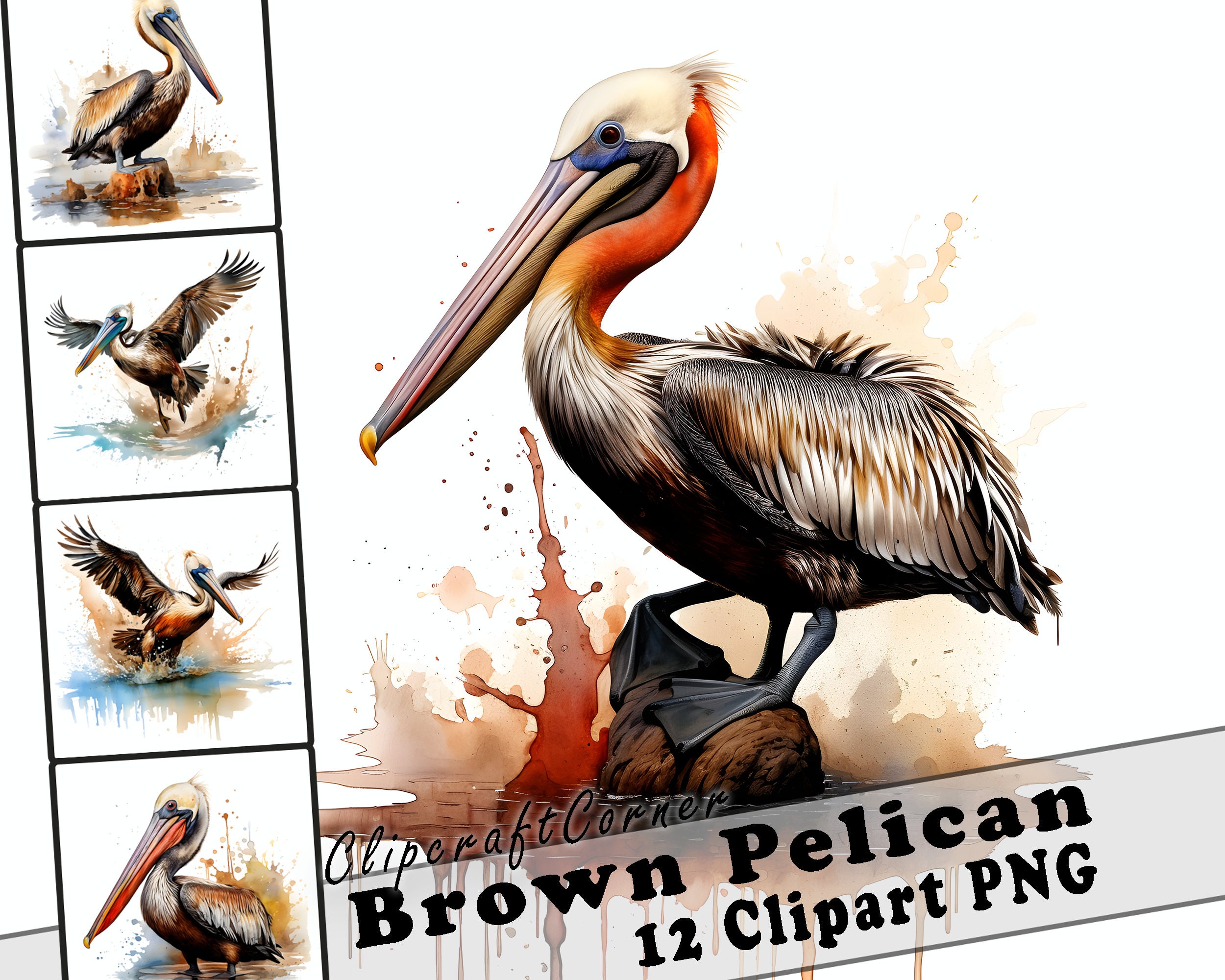 12 Brown Pelican Clipart PNG Art Bundle | Watercolor Bird Clipart PNG ...
