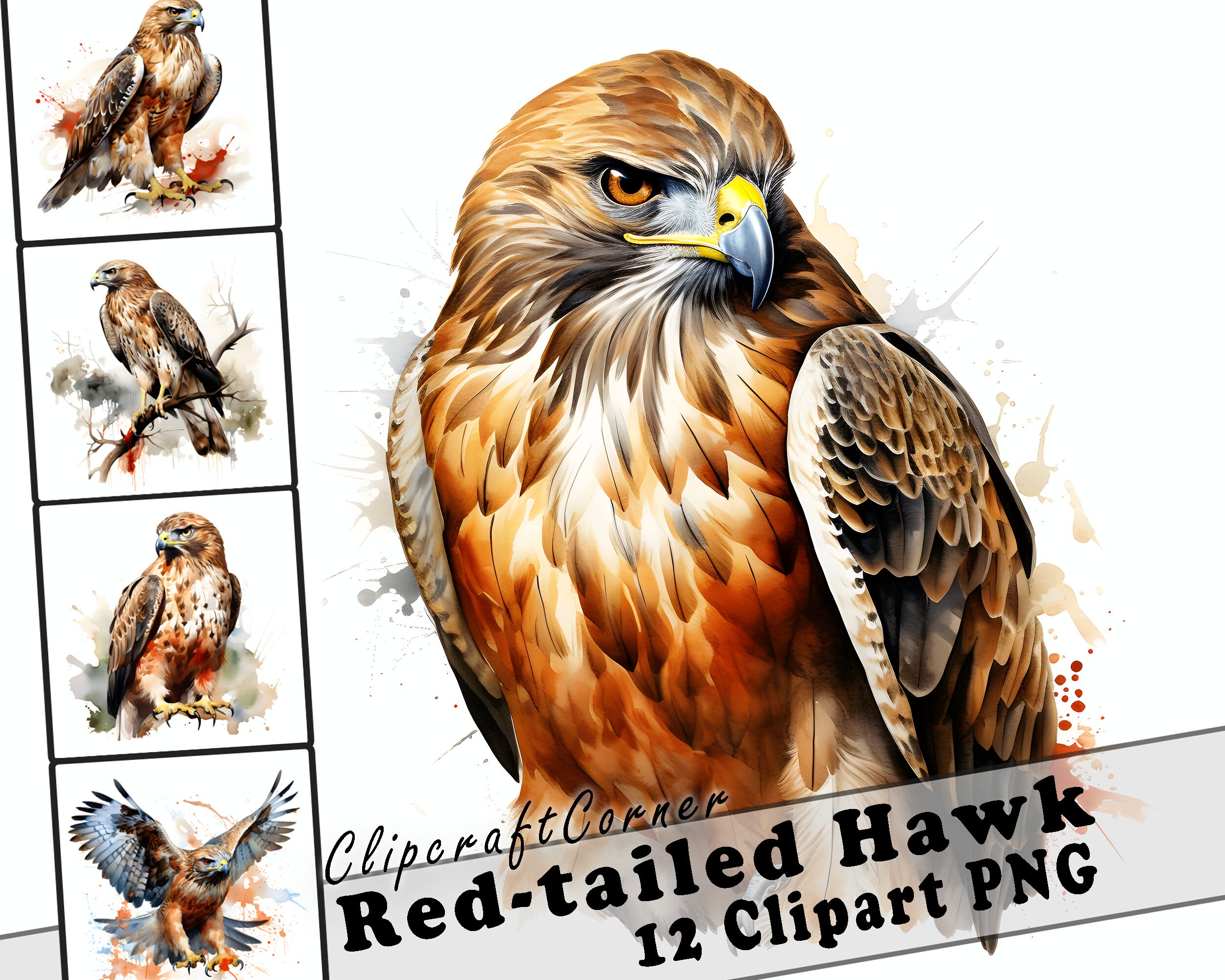 12 Red Tailed Hawk Clipart PNG Art Bundle | Watercolor Bird Clipart PNG ...