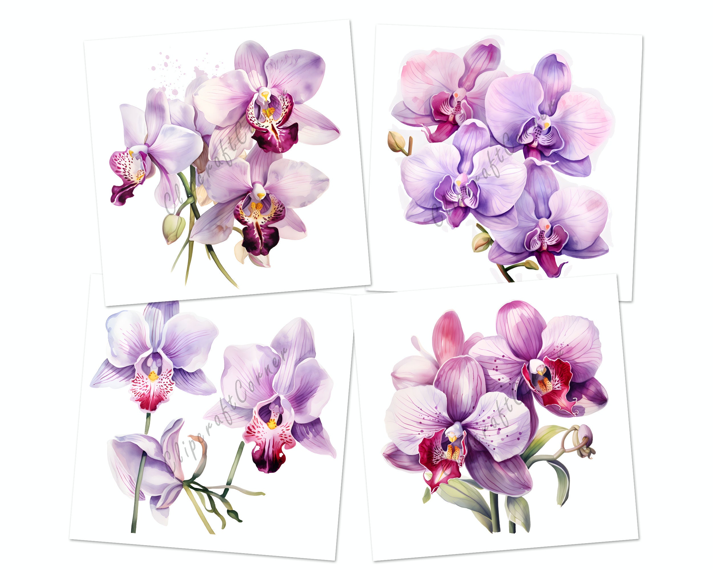 12 Orchid Clipart PNG Art Bundle | Watercolor Flower Clipart PNG ...