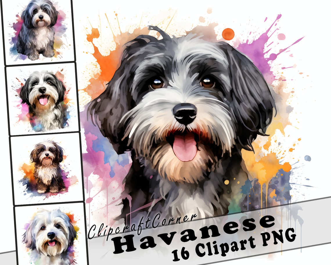 16 Havanese Clipart PNG Bundle | Watercolor Dog Clipart PNG | 46 - Etsy