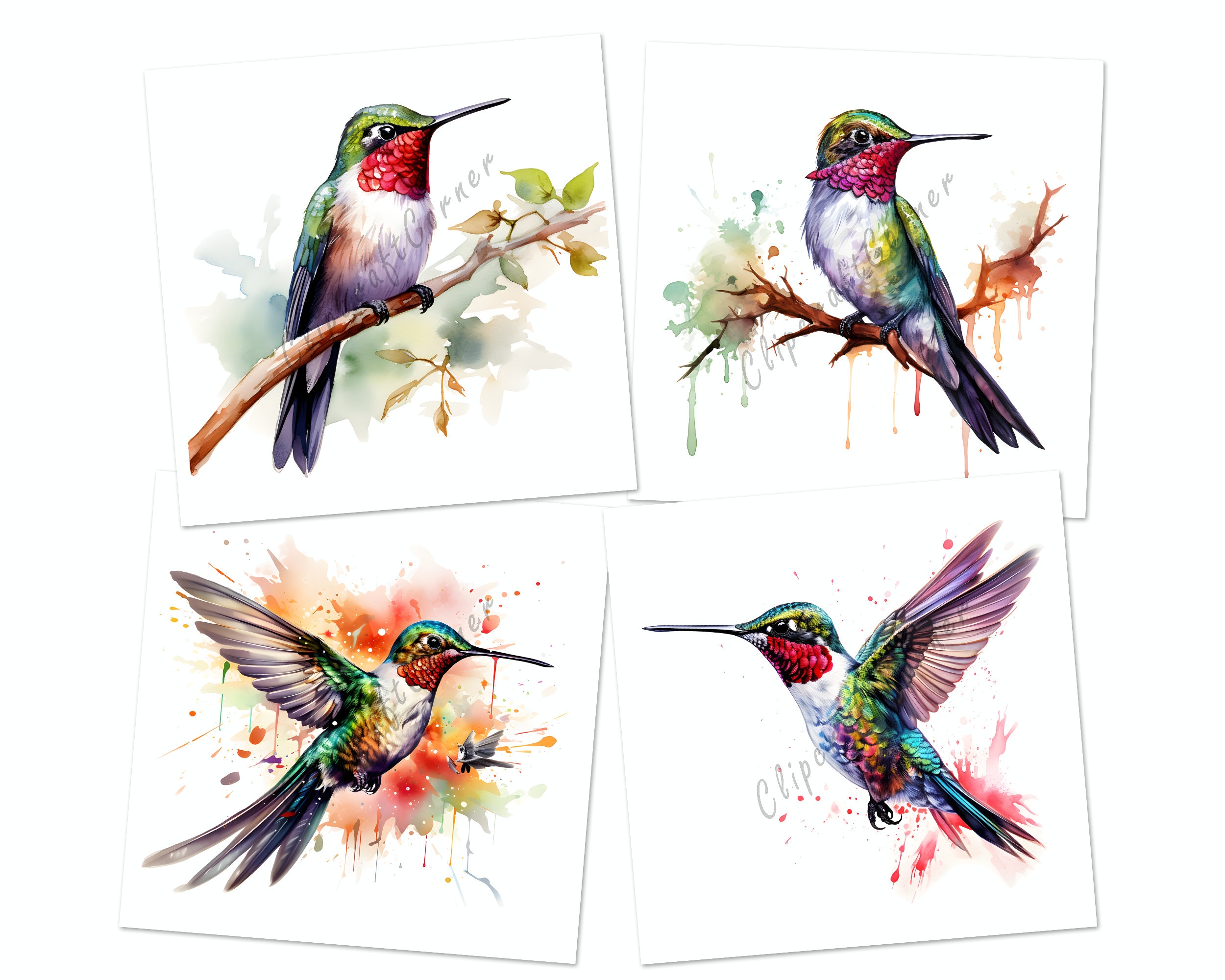 12 Ruby Throated Hummingbird Clipart PNG Art Bundle Watercolor Bird ...