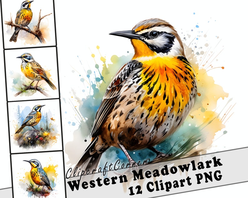 12 Western Meadowlark Clipart PNG Art Bundle | Watercolor Bird Clipart ...