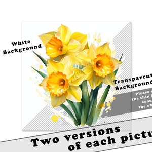 12 Daffodil Clipart PNG Art Bundle | Watercolor Flower Clipart PNG ...