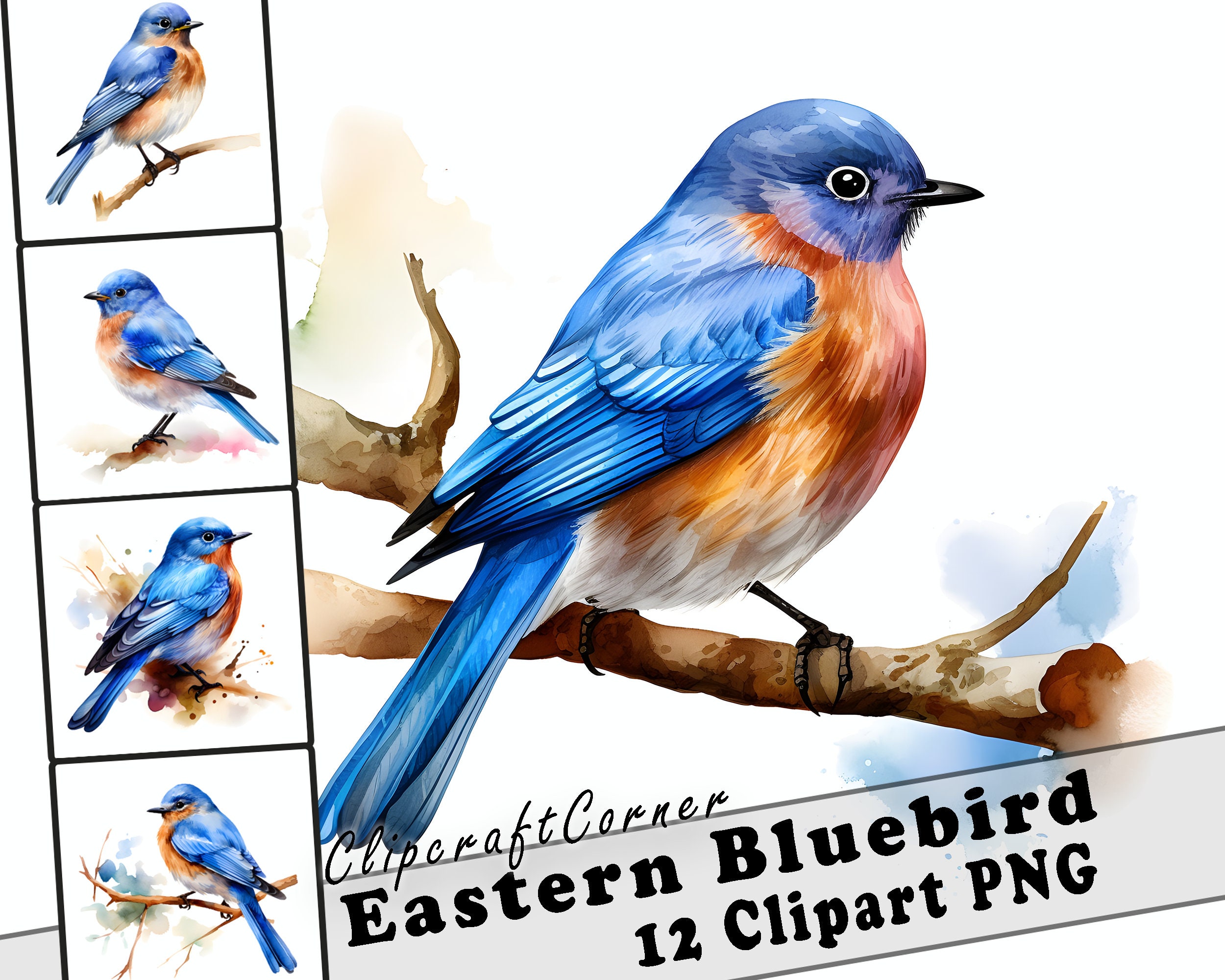12 Eastern Bluebird Clipart PNG Art Bundle | Watercolor Bird Clipart ...