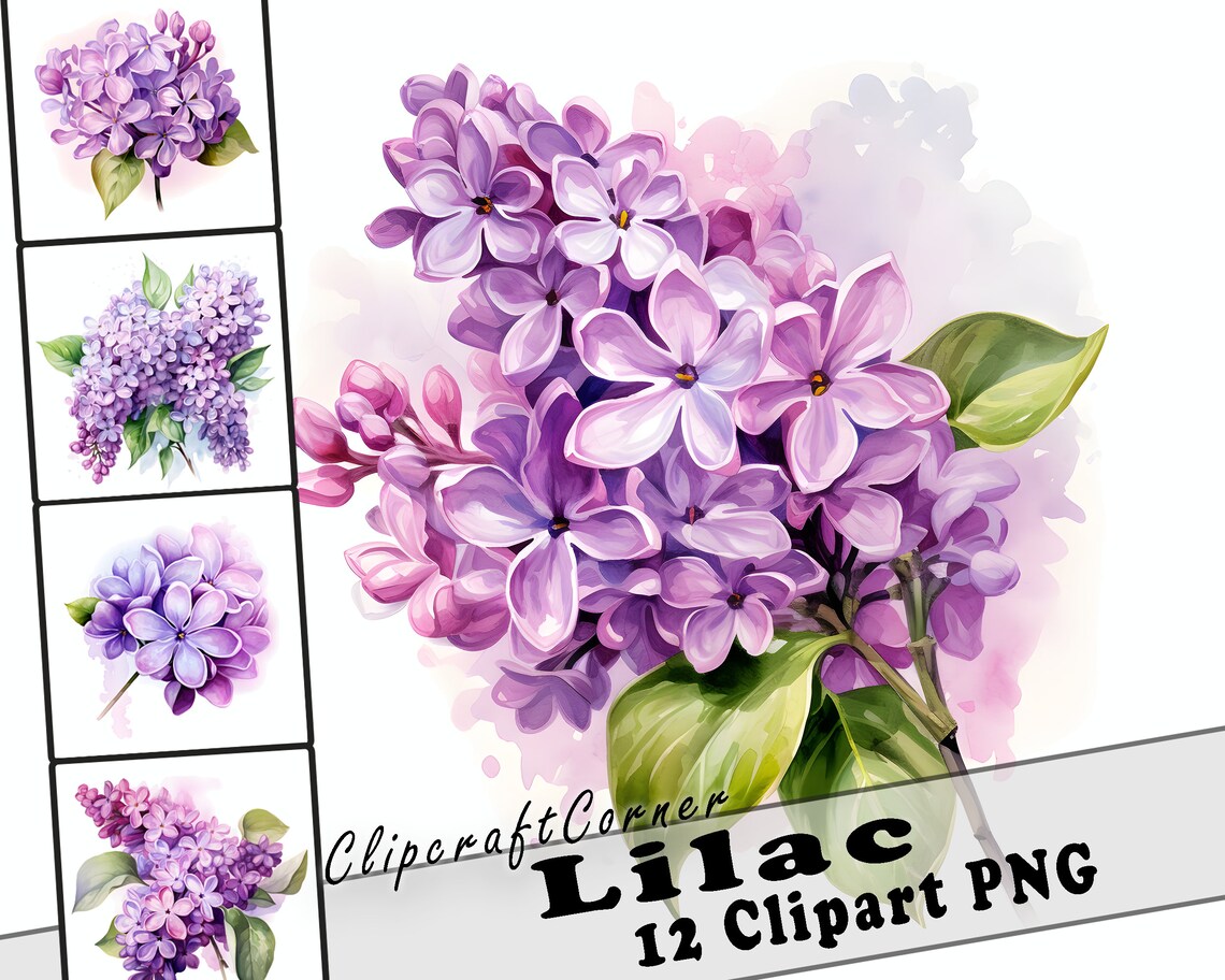 12 Lilac Clipart PNG Art Bundle | Watercolor Flower Clipart PNG Artwork ...