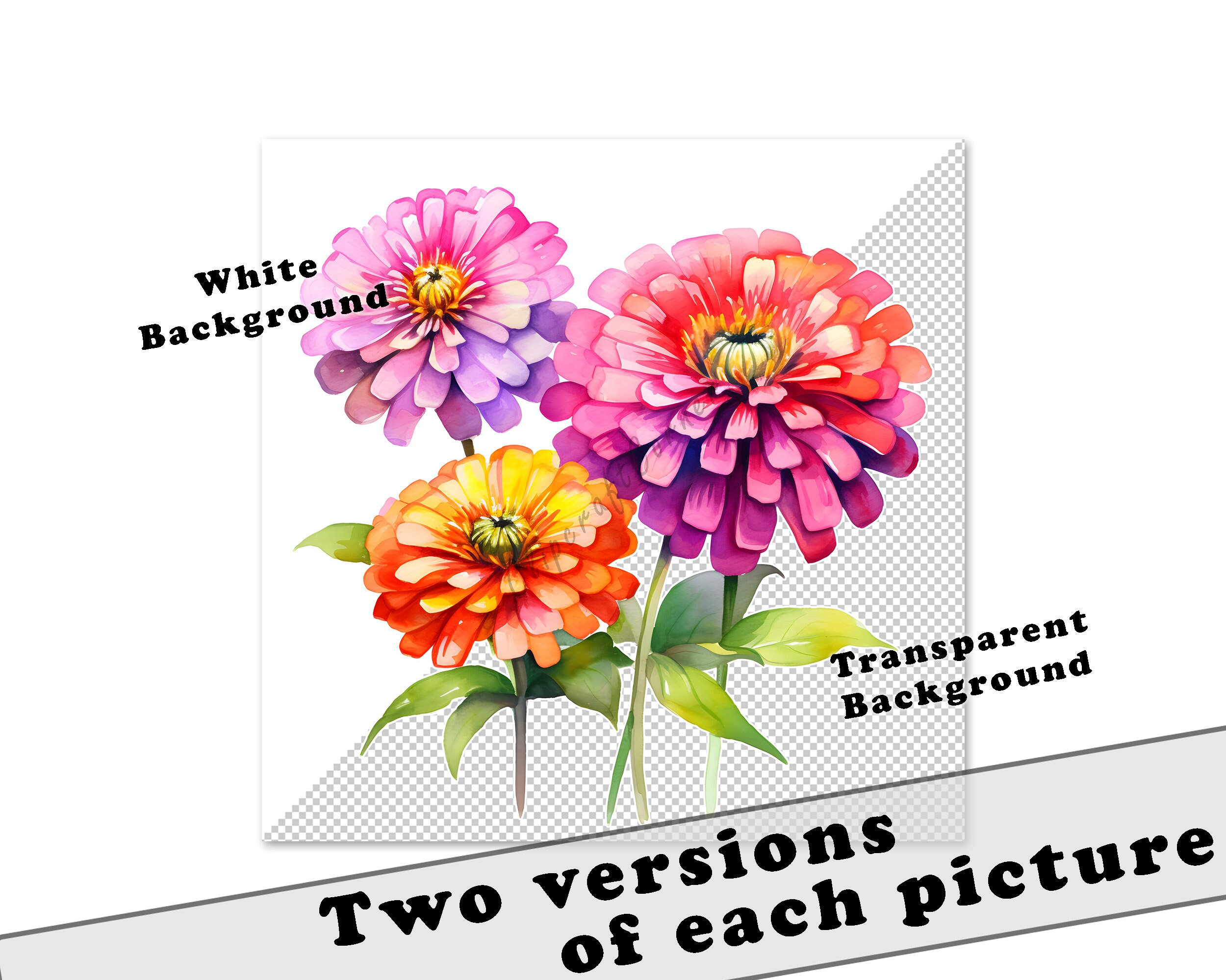 12 Zinnia Clipart PNG Art Bundle Watercolor Flower Clipart PNG Artwork ...