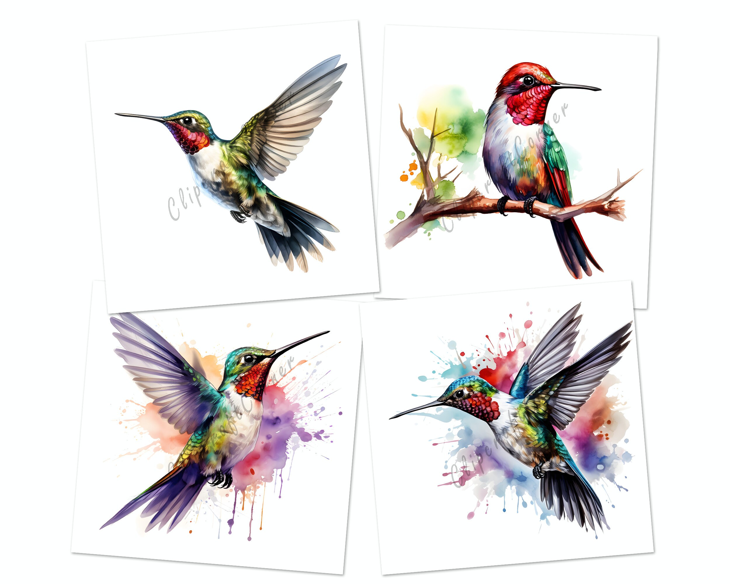 12 Ruby Throated Hummingbird Clipart PNG Art Bundle | Watercolor Bird ...