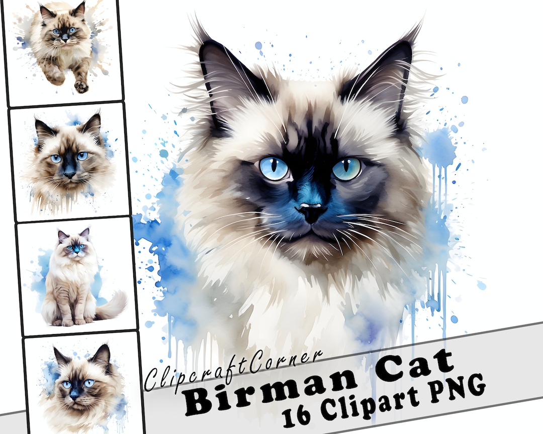 16 Birman Cat Clipart PNG Bundle | Cute Watercolor Cat Clipart PNG ...