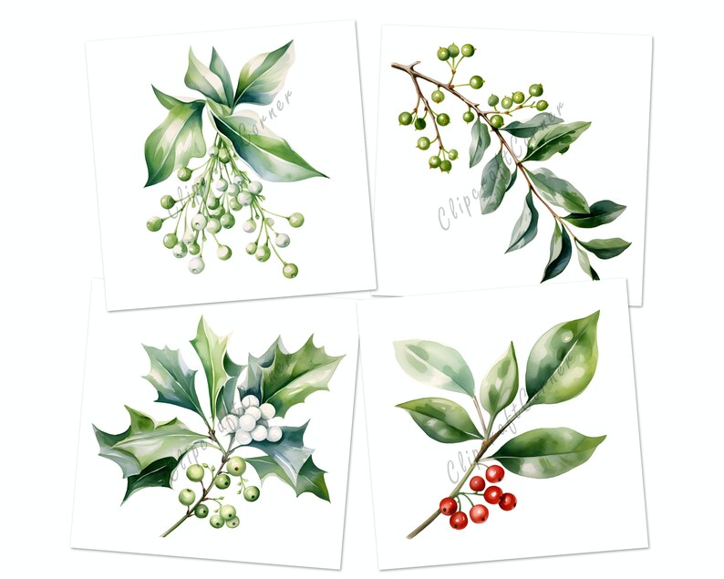12 Mistletoe Clipart PNG Art Bundle | Watercolor Flower Clipart PNG ...