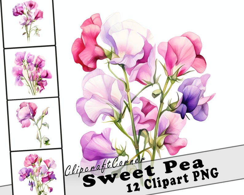 12 Sweet Pea Clipart PNG Art Bundle | Watercolor Flower Clipart PNG ...