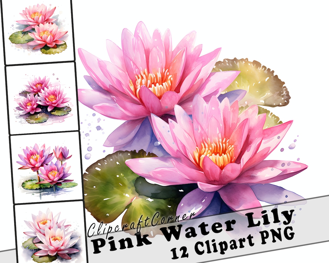 12 Pink Water Lily Clipart PNG Art Bundle | Watercolor Flower Clipart ...