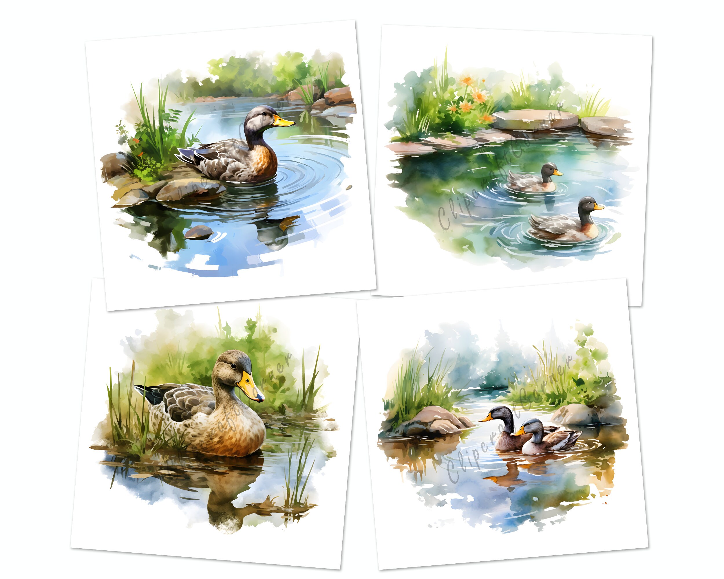 12 Duck Pond Clipart PNG Bundle | Watercolor Duck Pond Clipart PNG ...