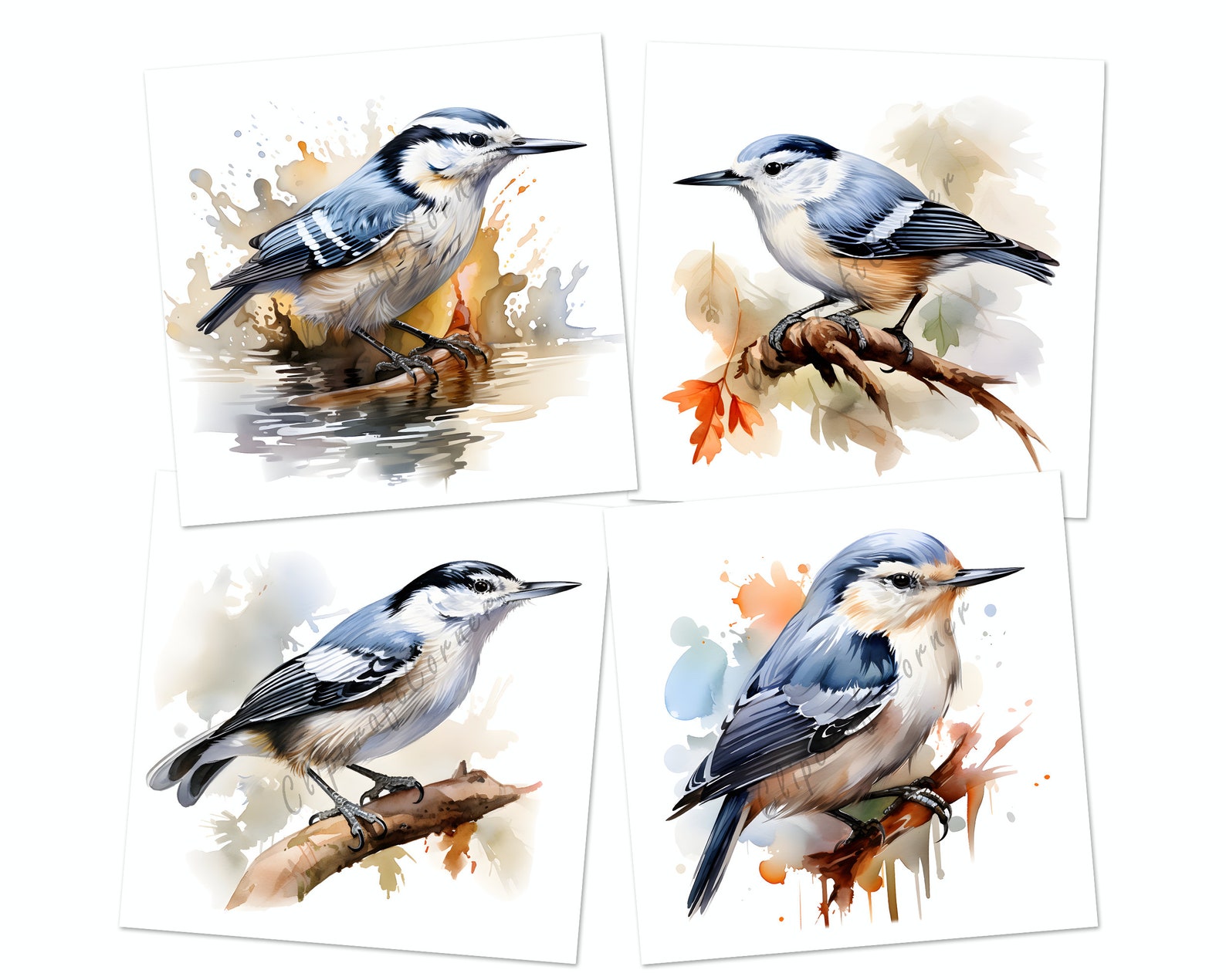 12 White Breasted Nuthatch Clipart PNG Art Bundle | Watercolor Bird ...