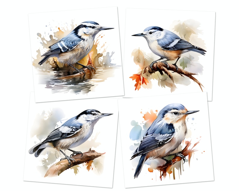 12 White Breasted Nuthatch Clipart PNG Art Bundle | Watercolor Bird ...